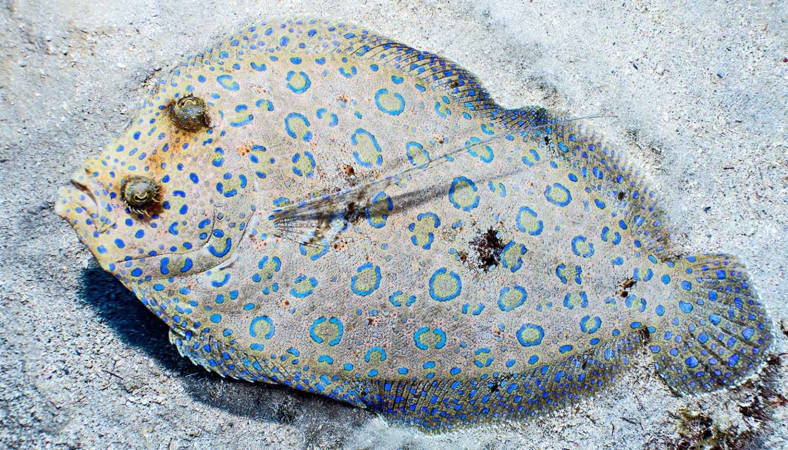 flatfish_eyes_1600 - Futurity