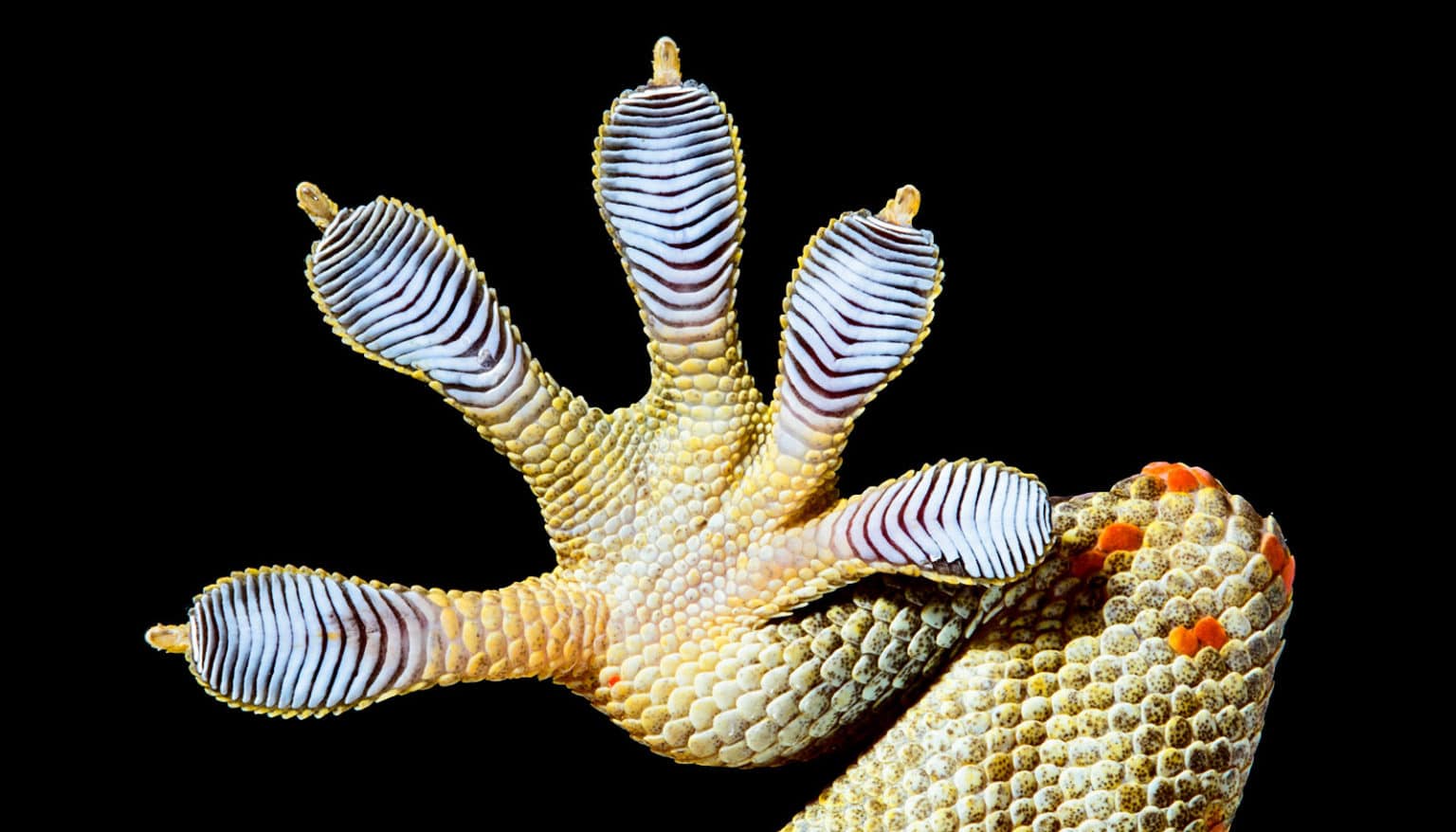 gecko_gripper_ISS_1600 - Futurity