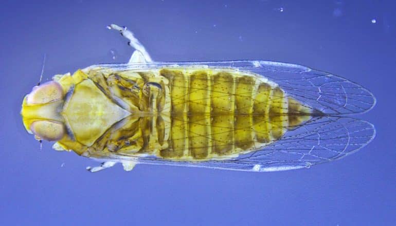 How to spot the insect infecting Florida palm trees