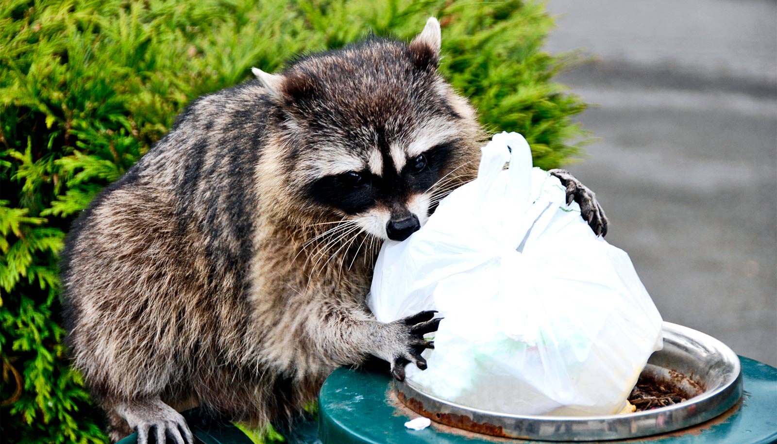 When food gets scarce, how do animals eat enough? - Futurity
