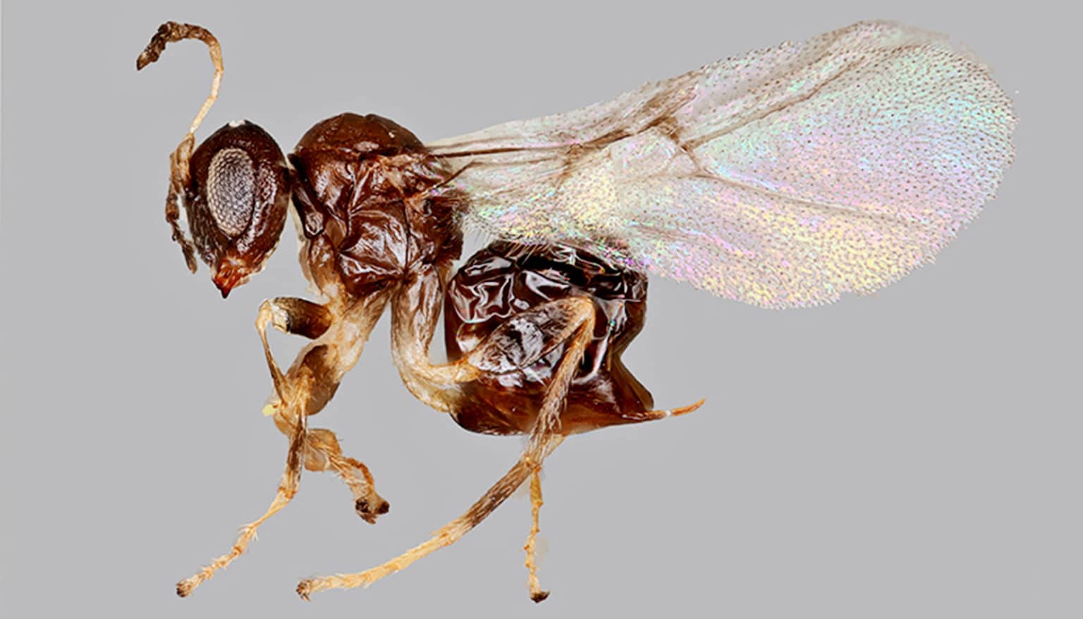 Tiny new wasps turn up in campus oak tree - Futurity