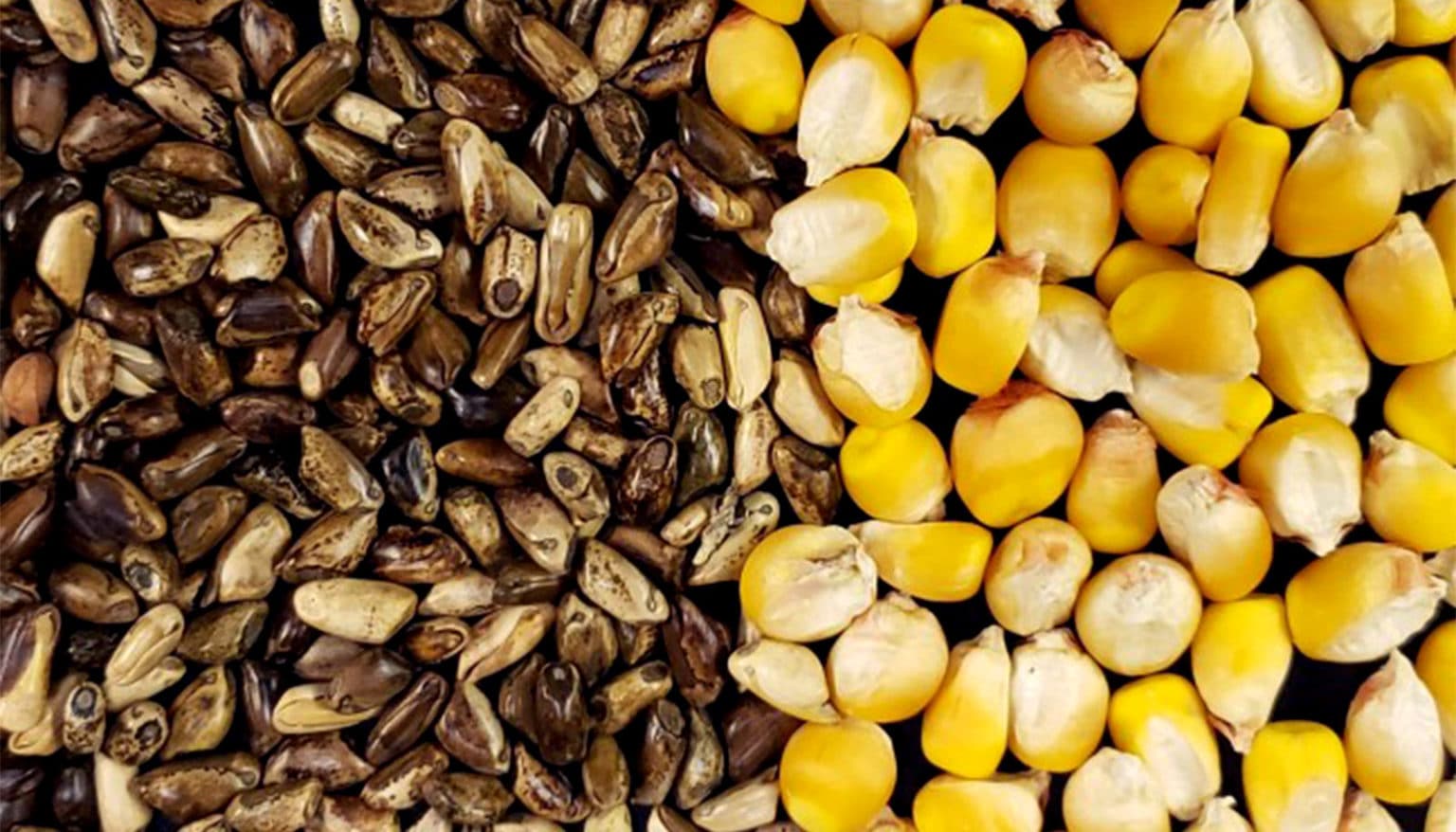 Great Facts: Ancient corn ancestor genes could make crops better today