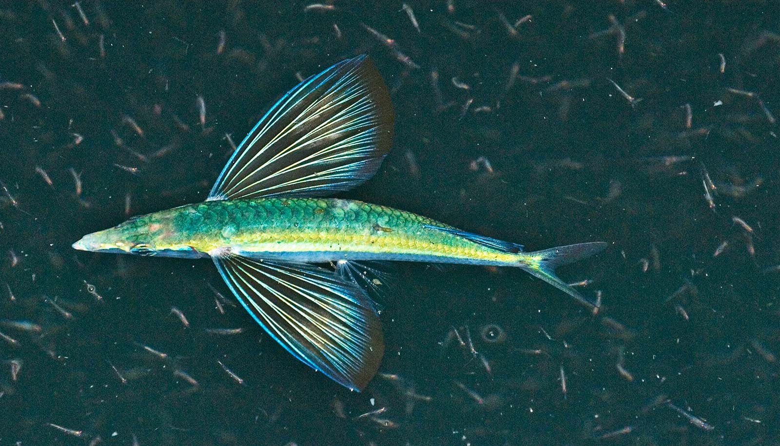 What Are The Ocean s Most Vulnerable Creatures CoralWatch What Are The Ocean s Most Vulnerable Creatures CoralWatch