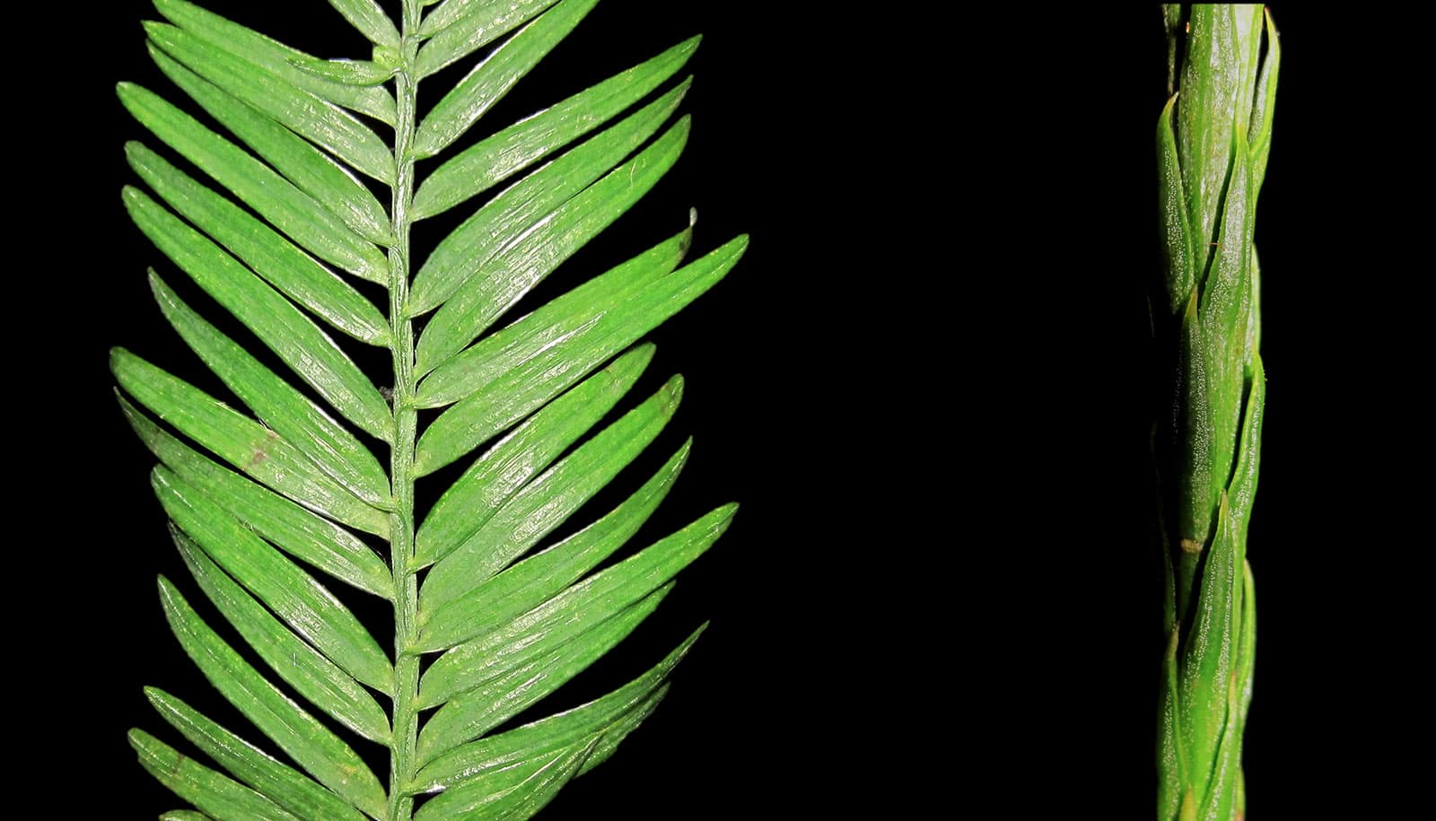 Two Kinds Of Redwood Leaves Have Different Jobs Futurity two-kinds-of-redwood-leaves-have-different-jobs-futurity