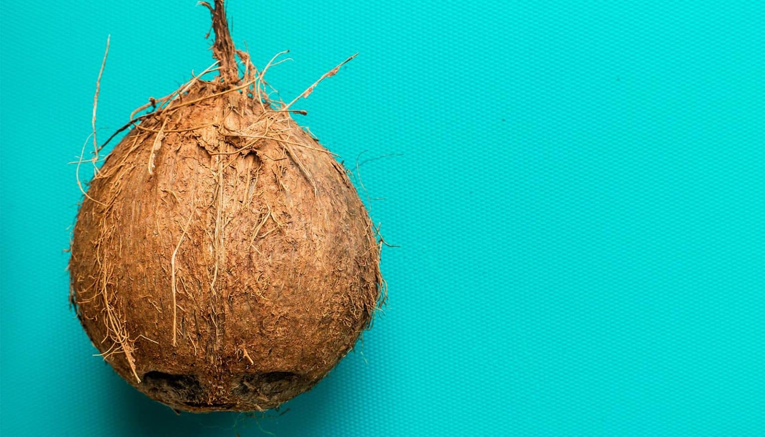 beetle-coconut-fossil-1600 - Futurity