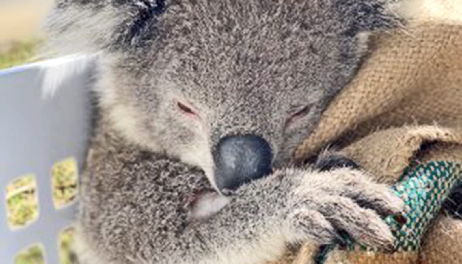 Virus puts koalas at greater risk of chlamydia - Futurity