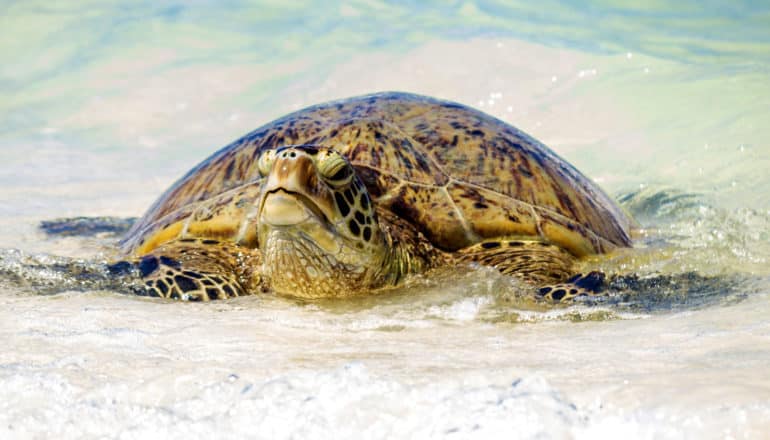 To track sea turtles get DNA from the sand