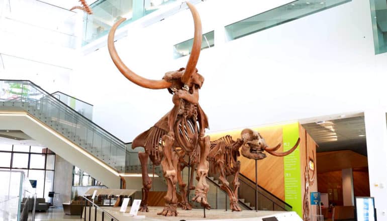 This mastodon migrated each year before dying in battle