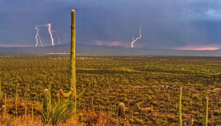 Smell of desert rainstorms may have health benefits