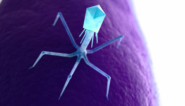 Phage therapy shows promise for Mycobacterium infection