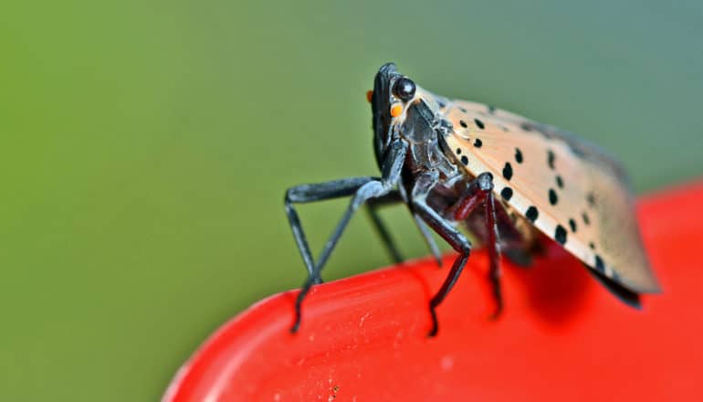 spotted-lanternfly-invasive-insect-california-grape-country-wine-1600 ...