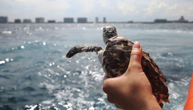 Virtual reality trip as sea turtle ups empathy