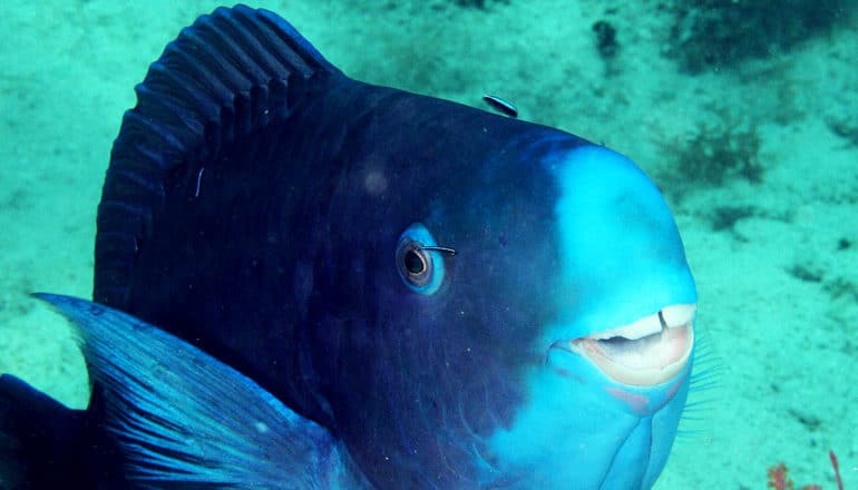 biting_fish_coral_reefs_1600 - Futurity