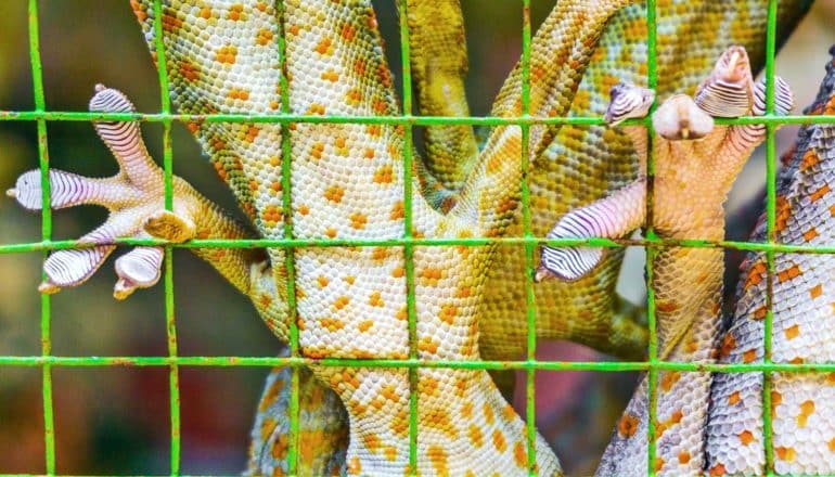 biomimicry-soft-robots-animals-podcast-1600 - Futurity