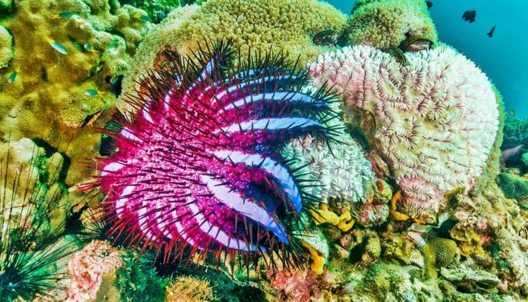 oceans-marine-life-genes-origins-evolution-1600 - Futurity