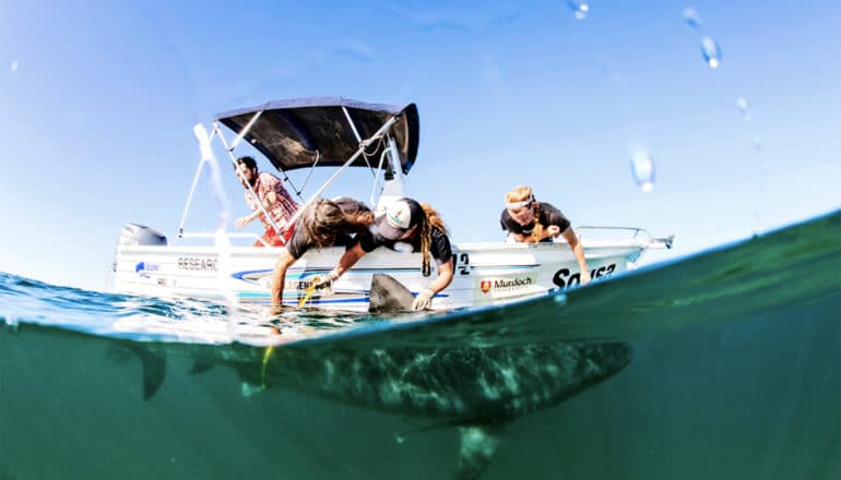 How sharks live and move in the oceans vertical world