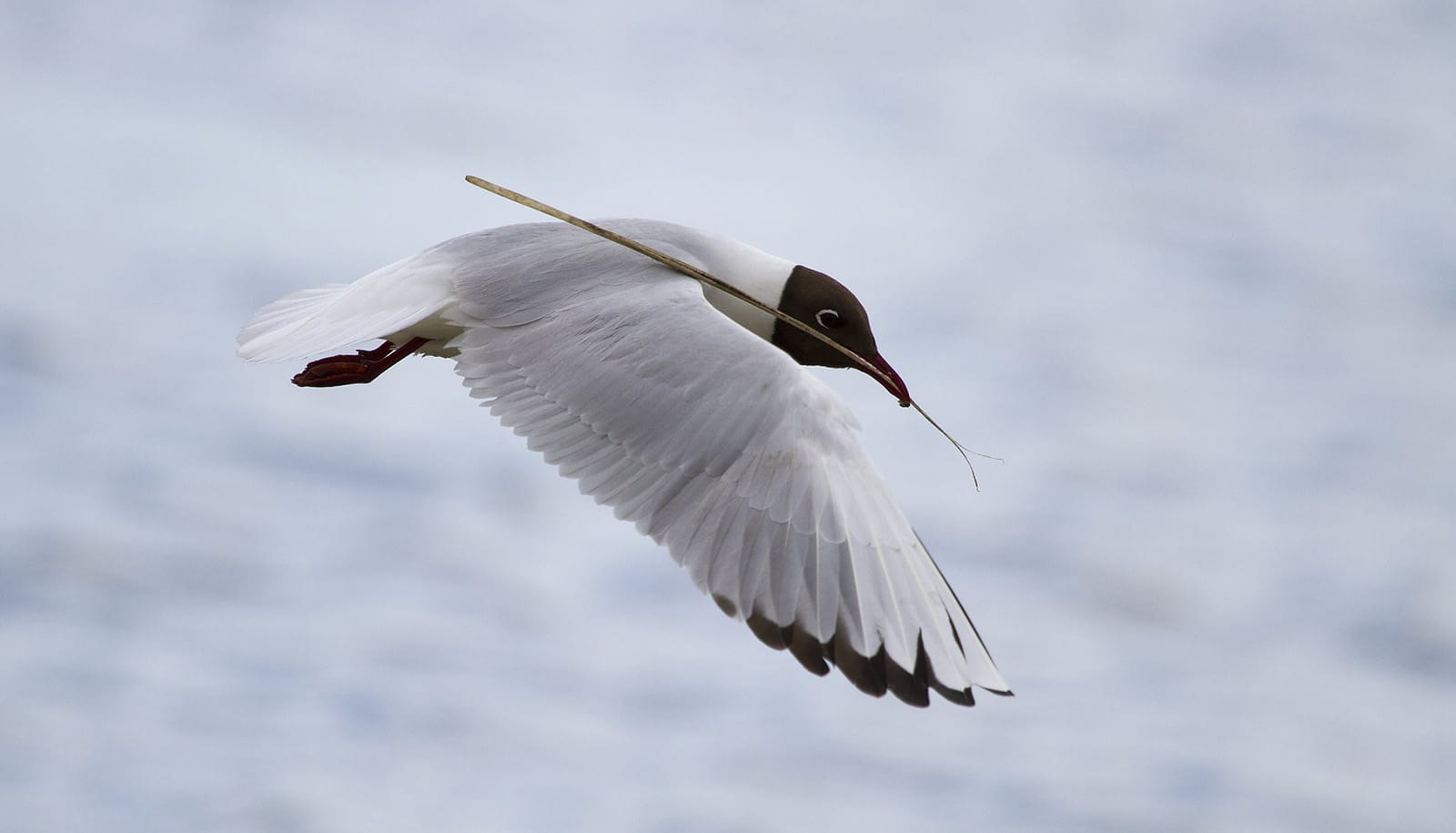 How gulls reshape wings to fly through wind gusts - Futurity