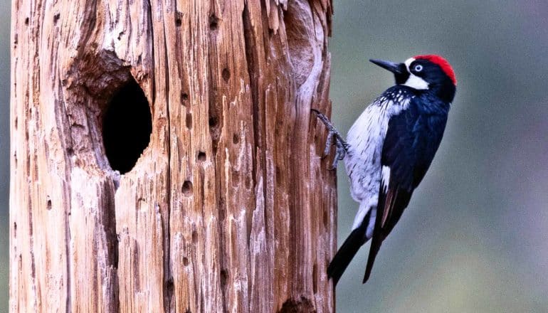 Brain evolution clarifies why woodpeckers peck
