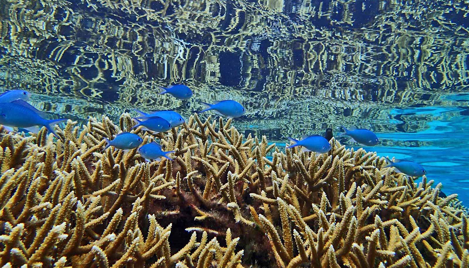 Protecting Algae-eating Fish Isn't Enough To Save Coral Reefs - TrendRadars