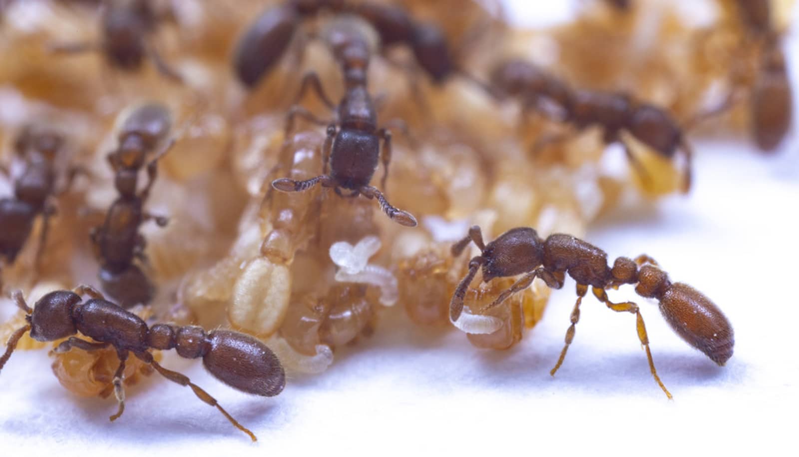 Ant pupae 'milk' keeps entire colony healthy - Futurity
