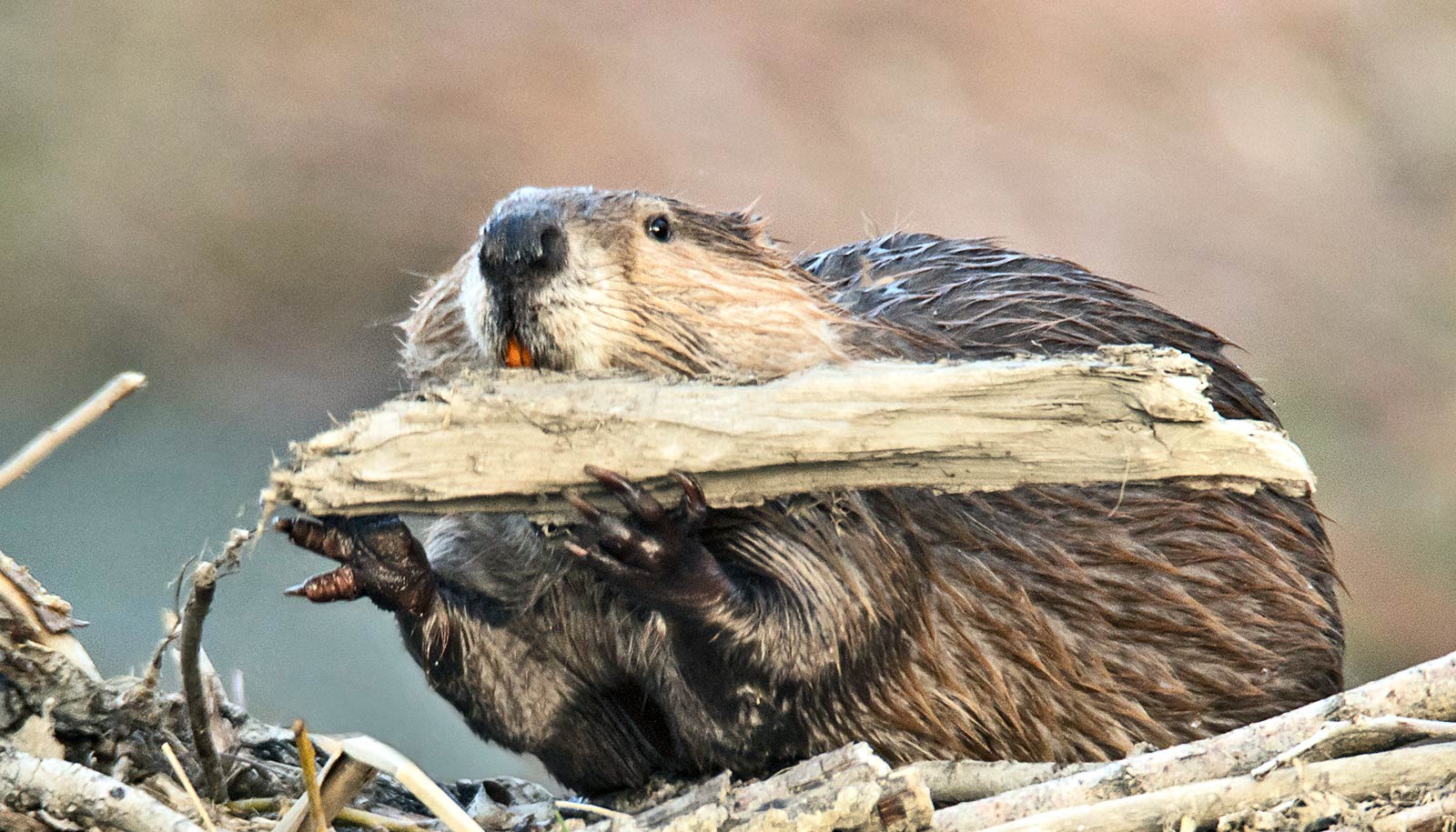 Beaver dams lessen damage from droughts - Futurity