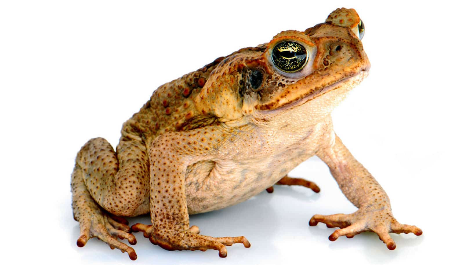 Toad White Background