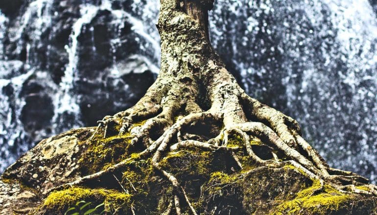 Did Tree Root Evolution Spark Mass Extinctions