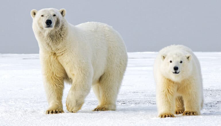 polar-bears-feet-traction-tires-shoes-1600 - Futurity polar-bears-feet-traction-tires-shoes-1600 - Futurity