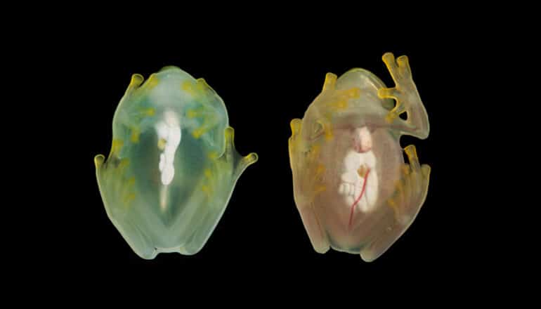 Glassfrogs hide their blood to sleep in camouflage