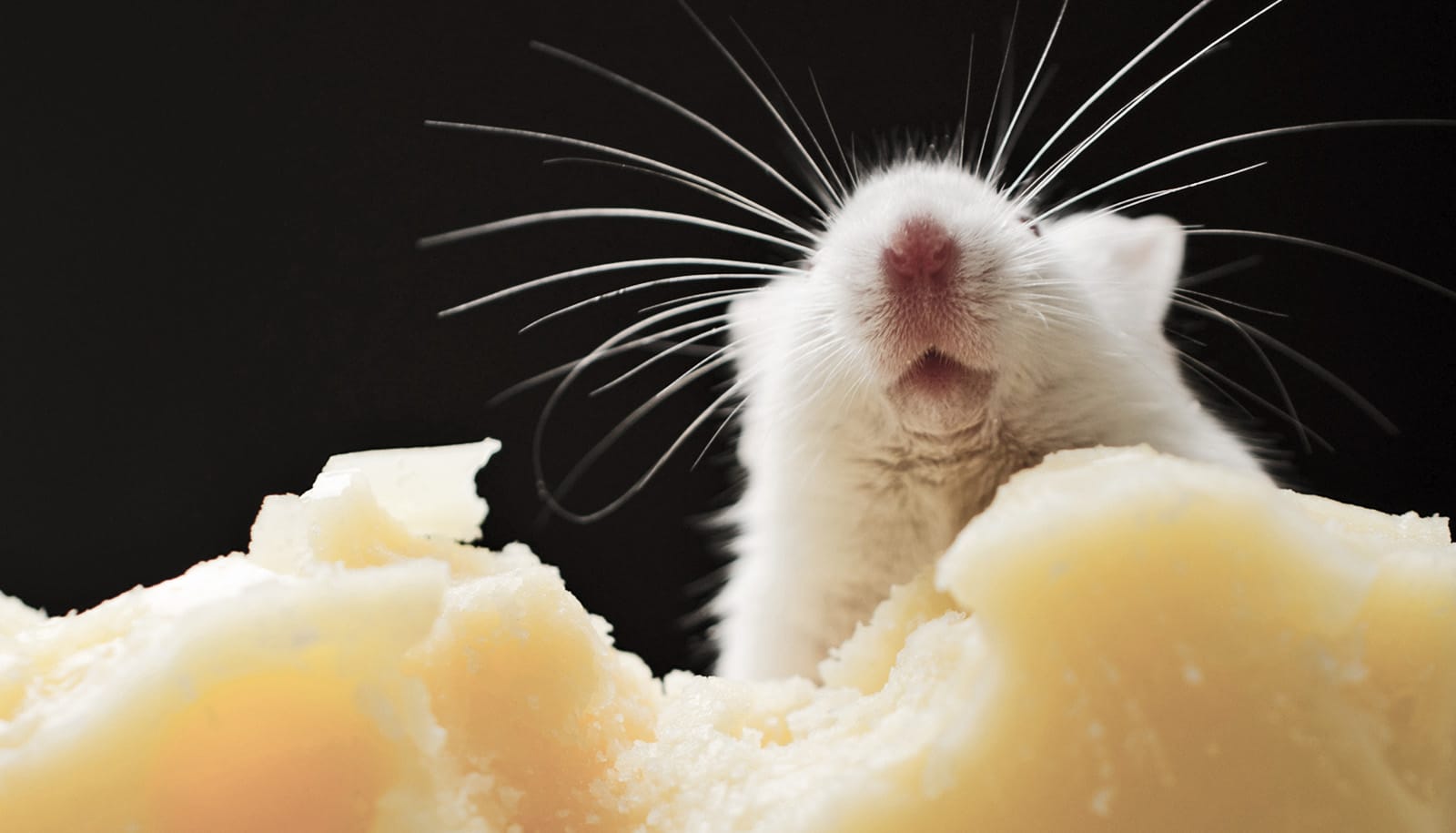 Genome tweak offsets high-fat diet in mice - Futurity