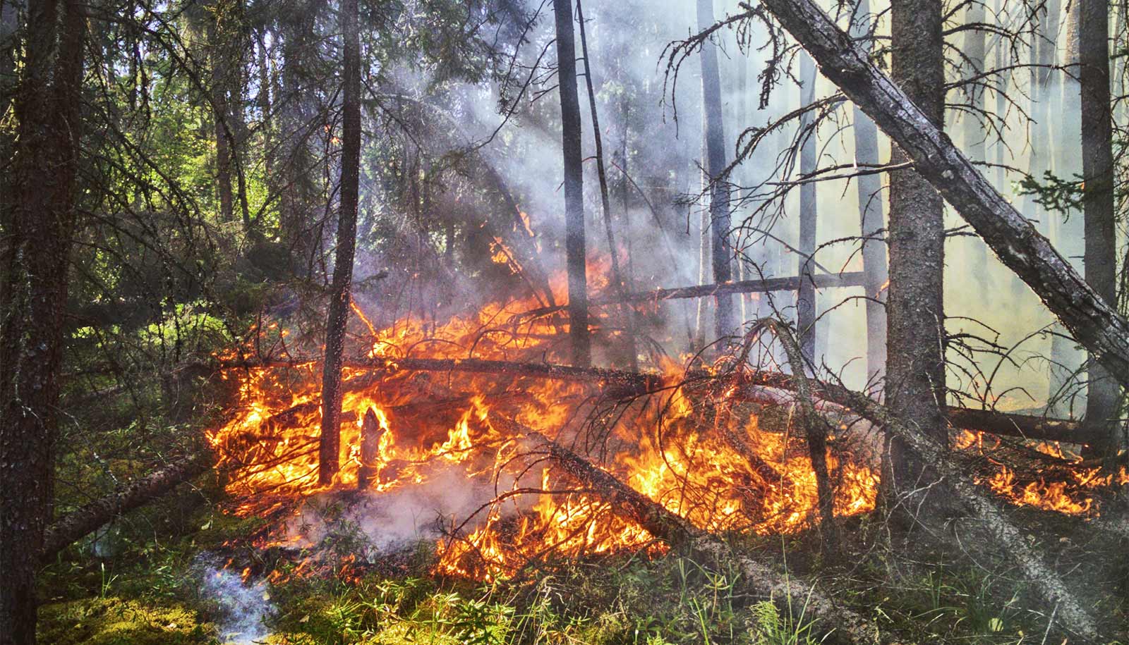 Wildfire Risk Goes Up Where Trees And Shrubs Replace Grasses Futurity
