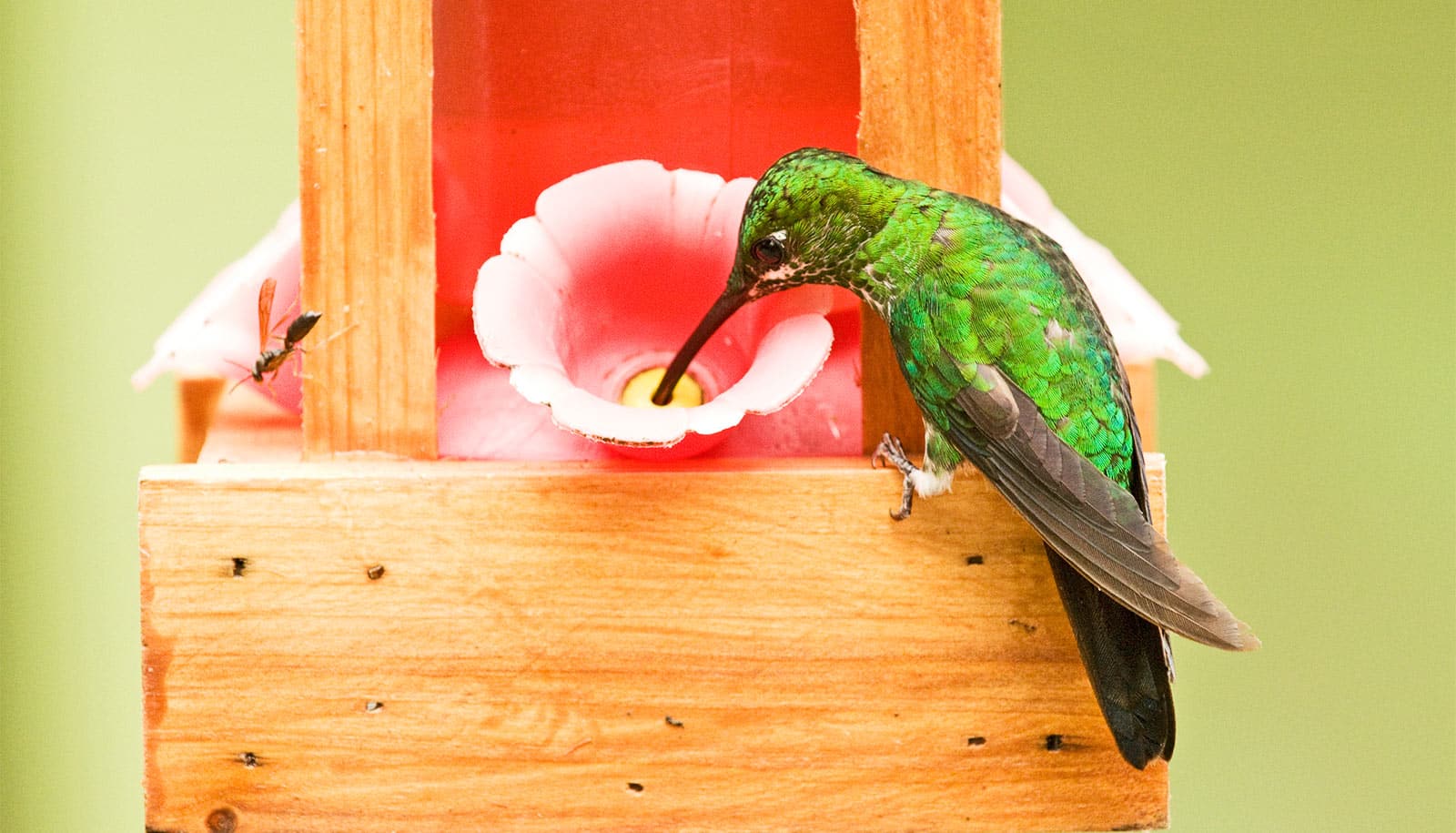 Tiny 'backpacks' aid hummingbird conservation - Futurity
