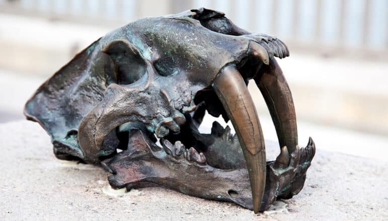 sabertooth-tigers-1600 - Futurity