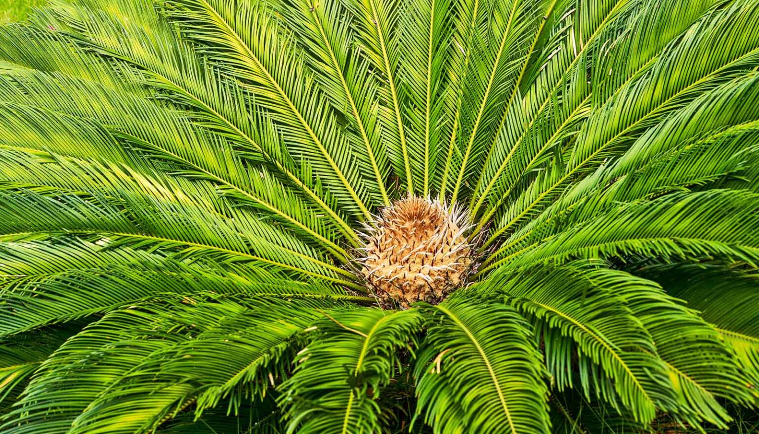 dinosaur-plant-food-cycads-1600 - Futurity