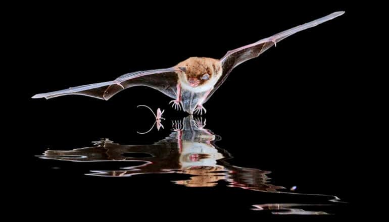 bats-immune-systems-pandemics-1600 - Futurity