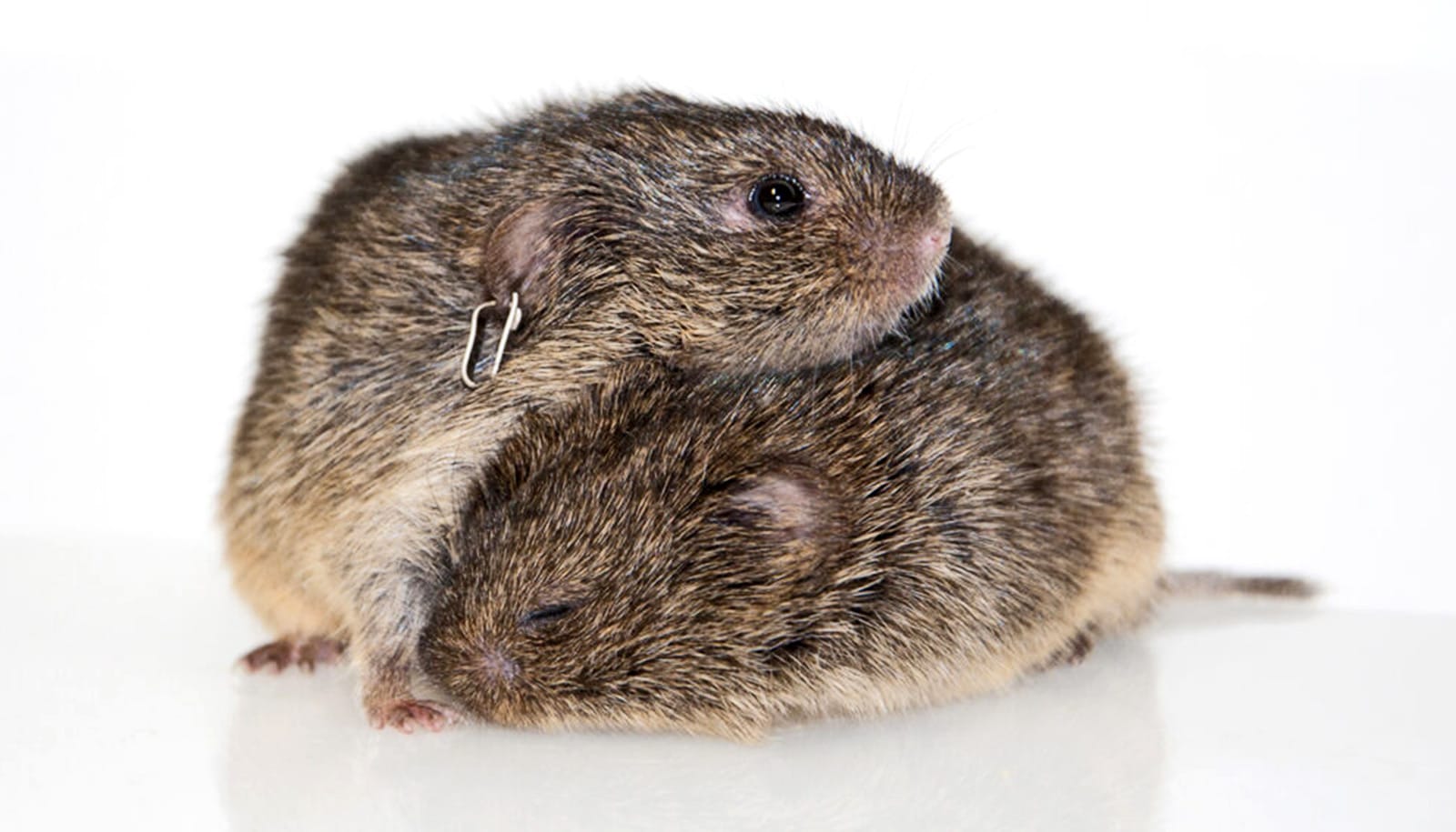 Prairie Voles Love Sex Bonding Intimacy 1600 Futurity