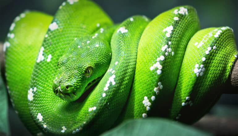 How snakes became ‘evolutionary winners’ - Science