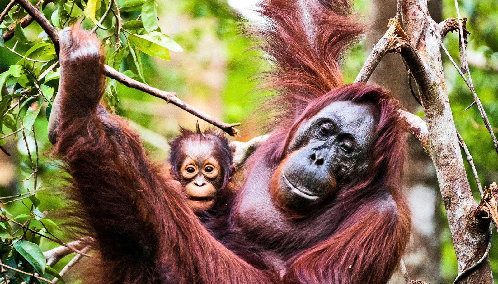 We need new conservation methods to save great apes - Futurity