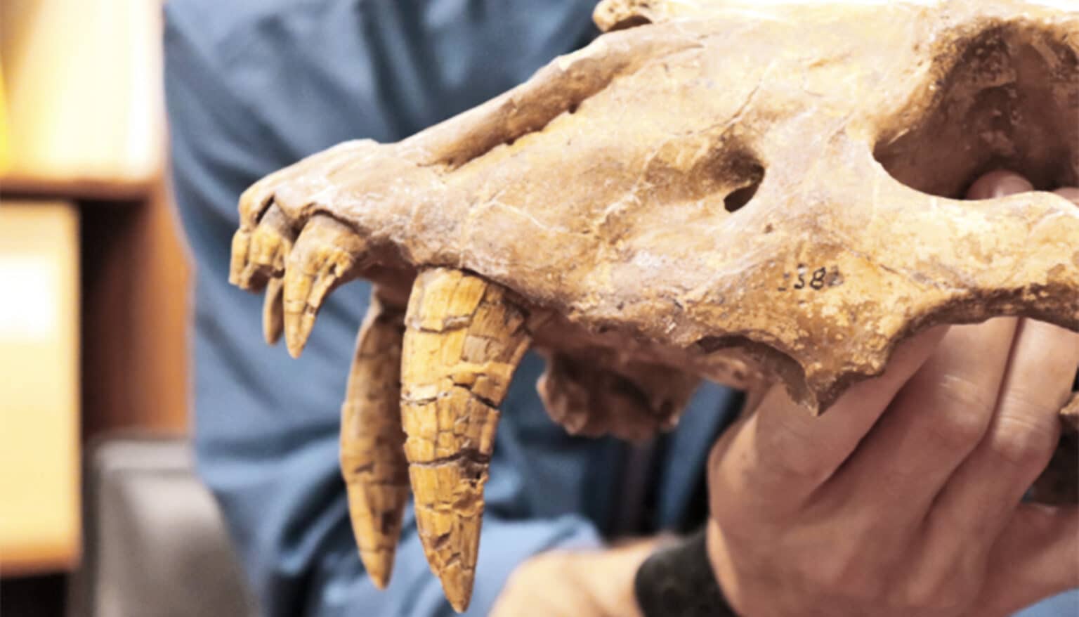 saber-tooth-cat-fossil-texas-1600 - Futurity