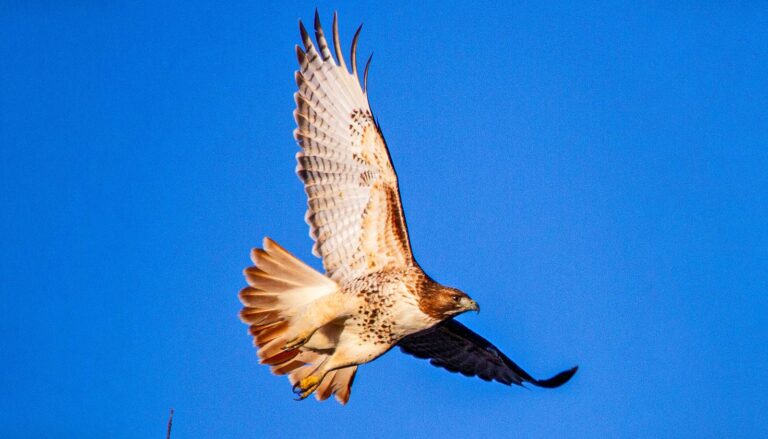 Great Facts: Soaring birds use lungs to enhance their flying