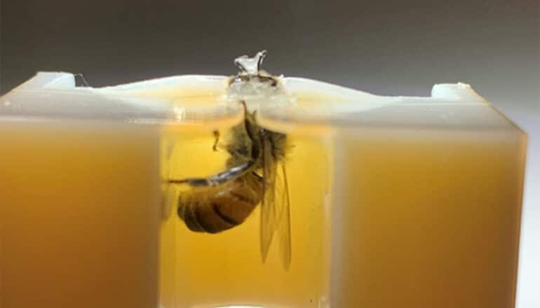 Honey bees can sniff out lung cancer - Futurity