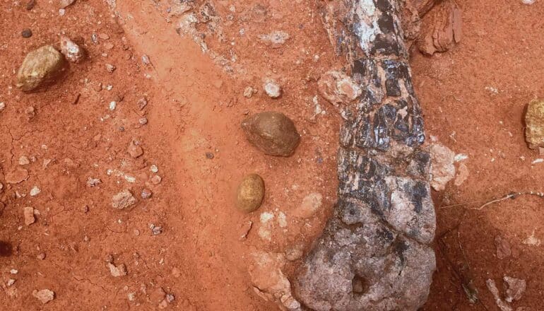New dino species is only the 4th ever found in Zimbabwe - Futurity