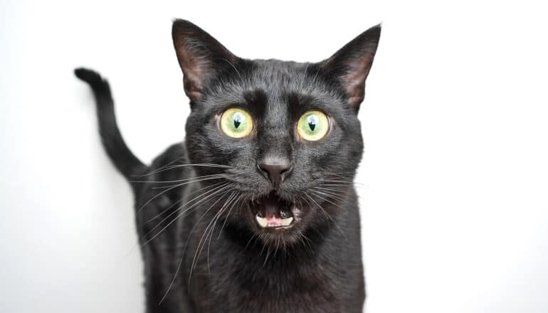 why-do-we-believe-superstitions-friday-the-13th-1600 - Futurity