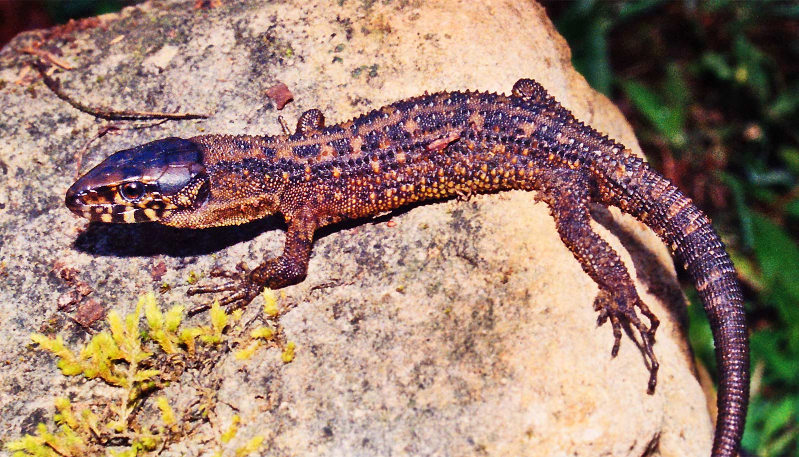 The death of the dinosaurs reengineered the Earth - Futurity