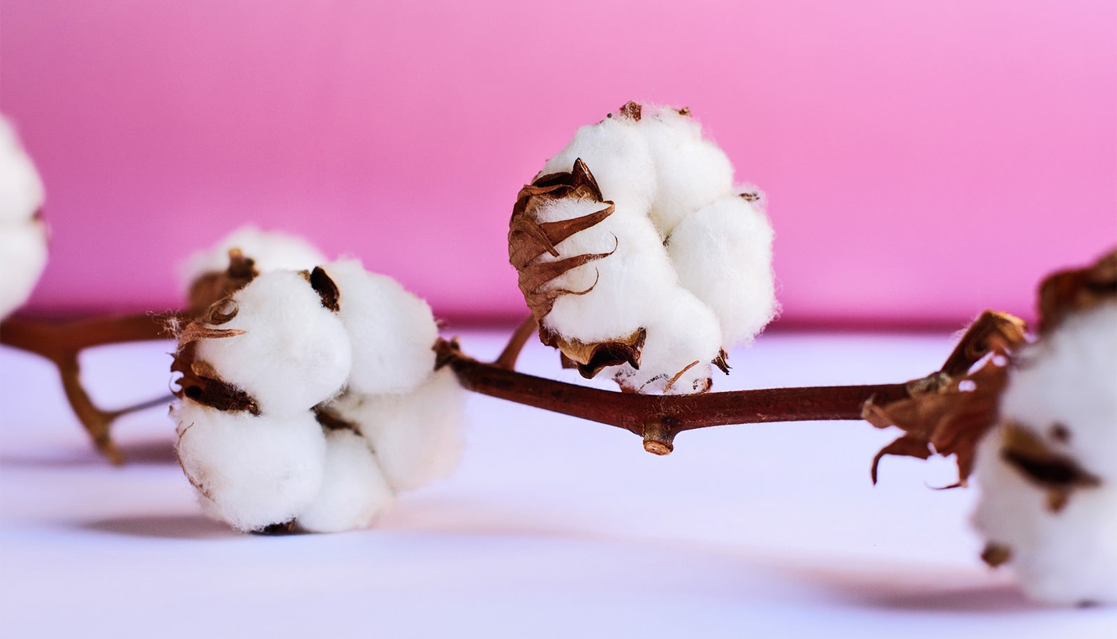 Biochar gives soil a boost for better cotton growing - Futurity