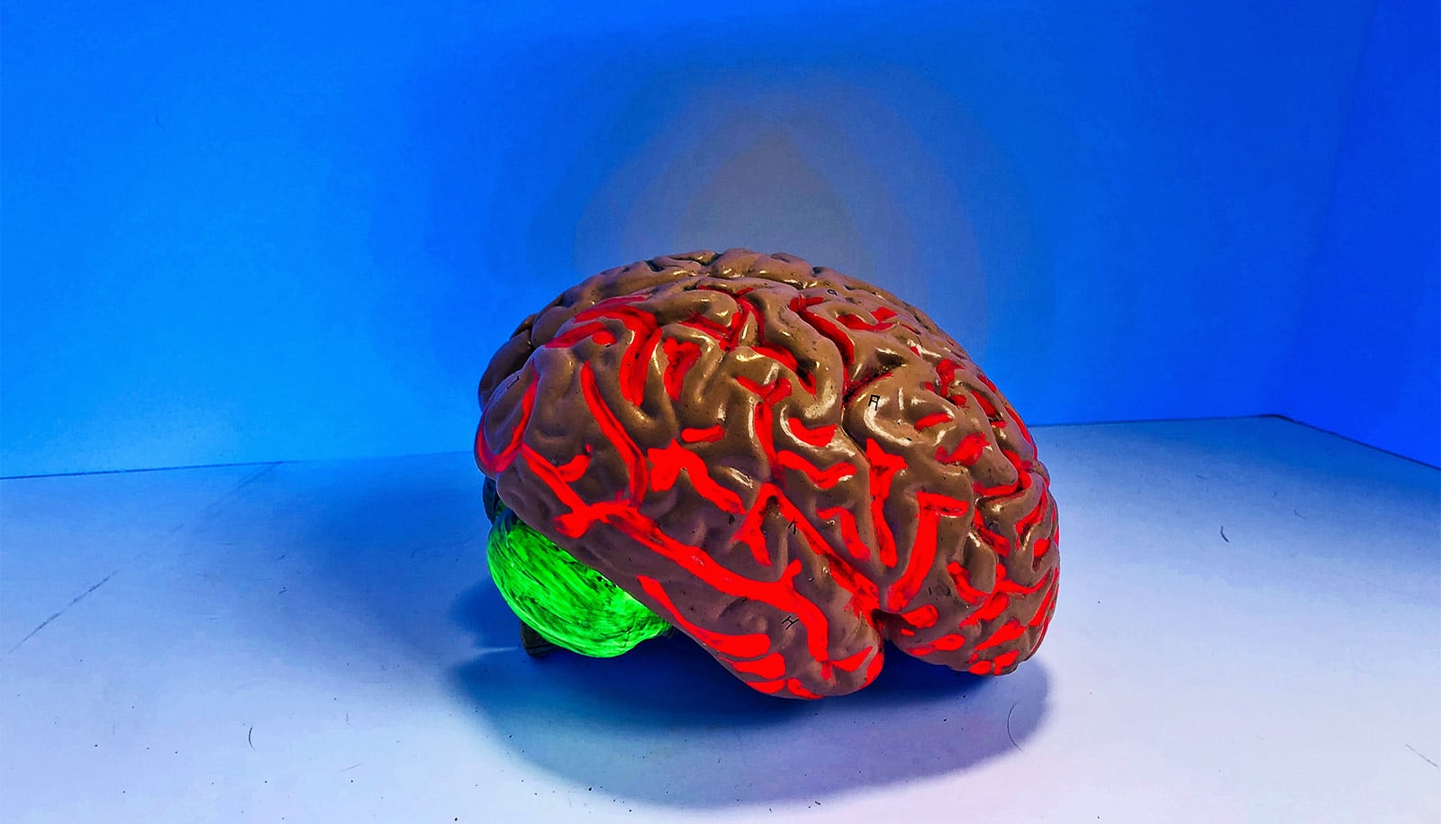 Scientists Successfully Grow Functioning Miniature Brain Model in ...