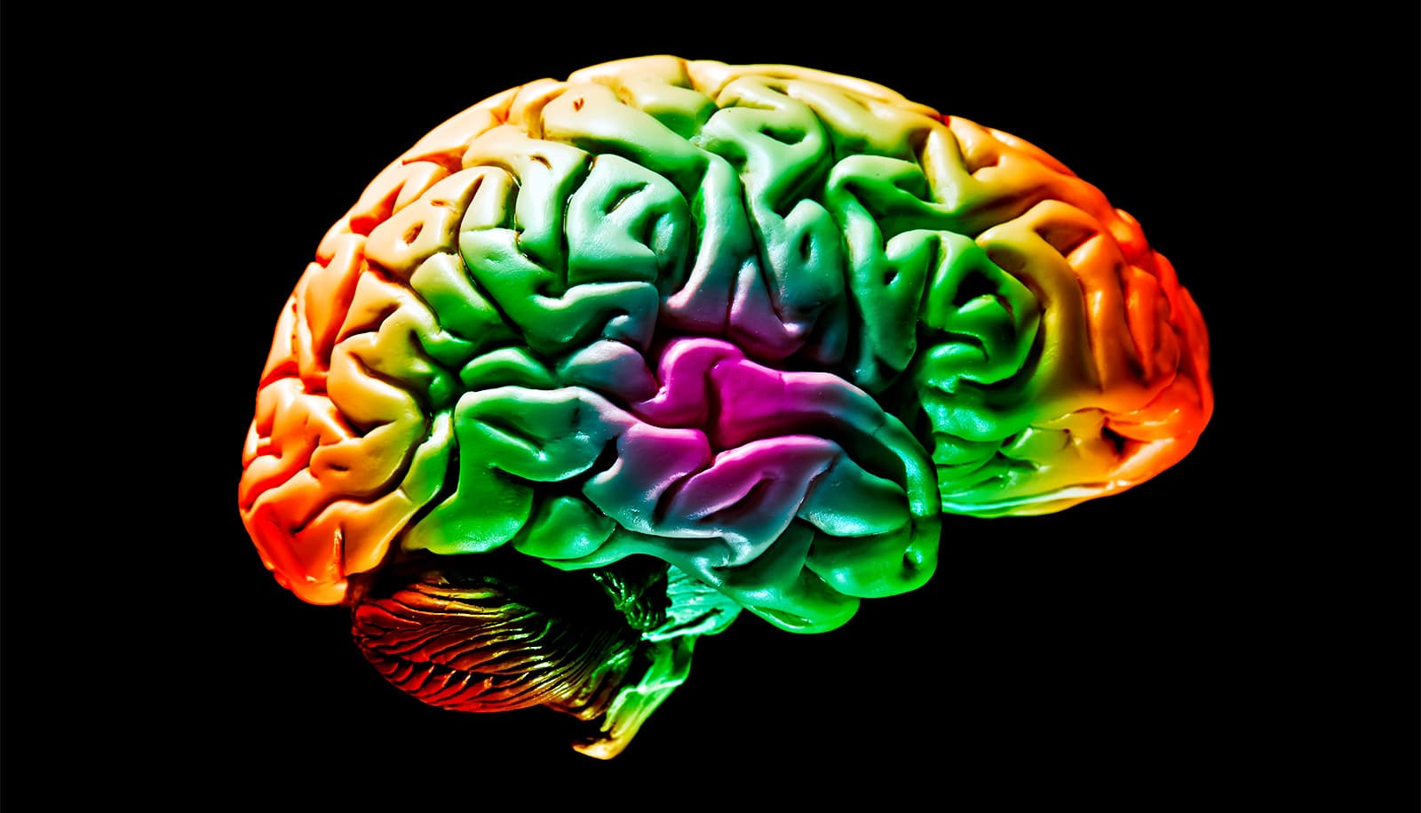 How your senses work together in the brain - Futurity