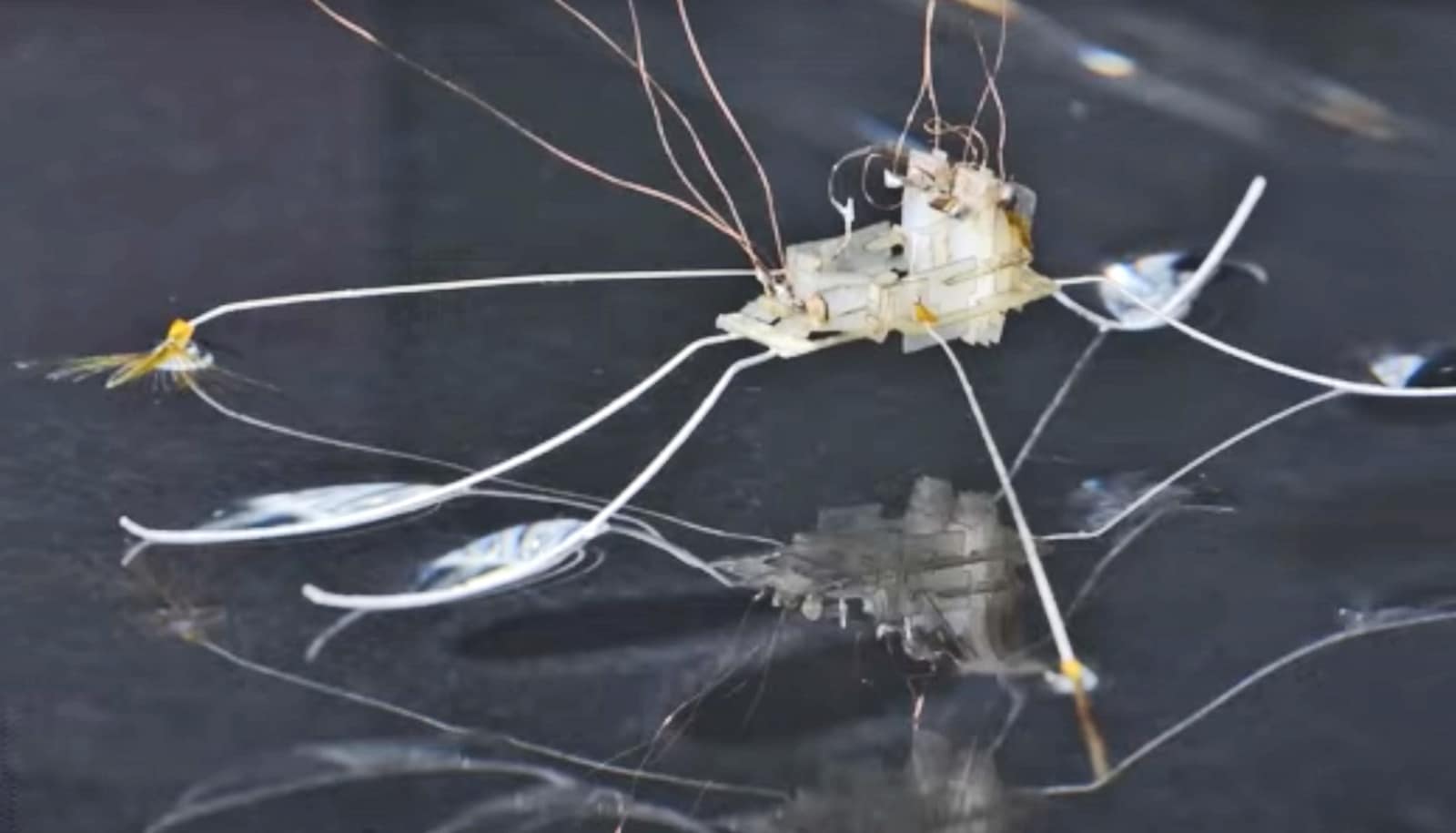 Robot Inspired by Water Bug Fans - Tech Innovation - News Directory 3